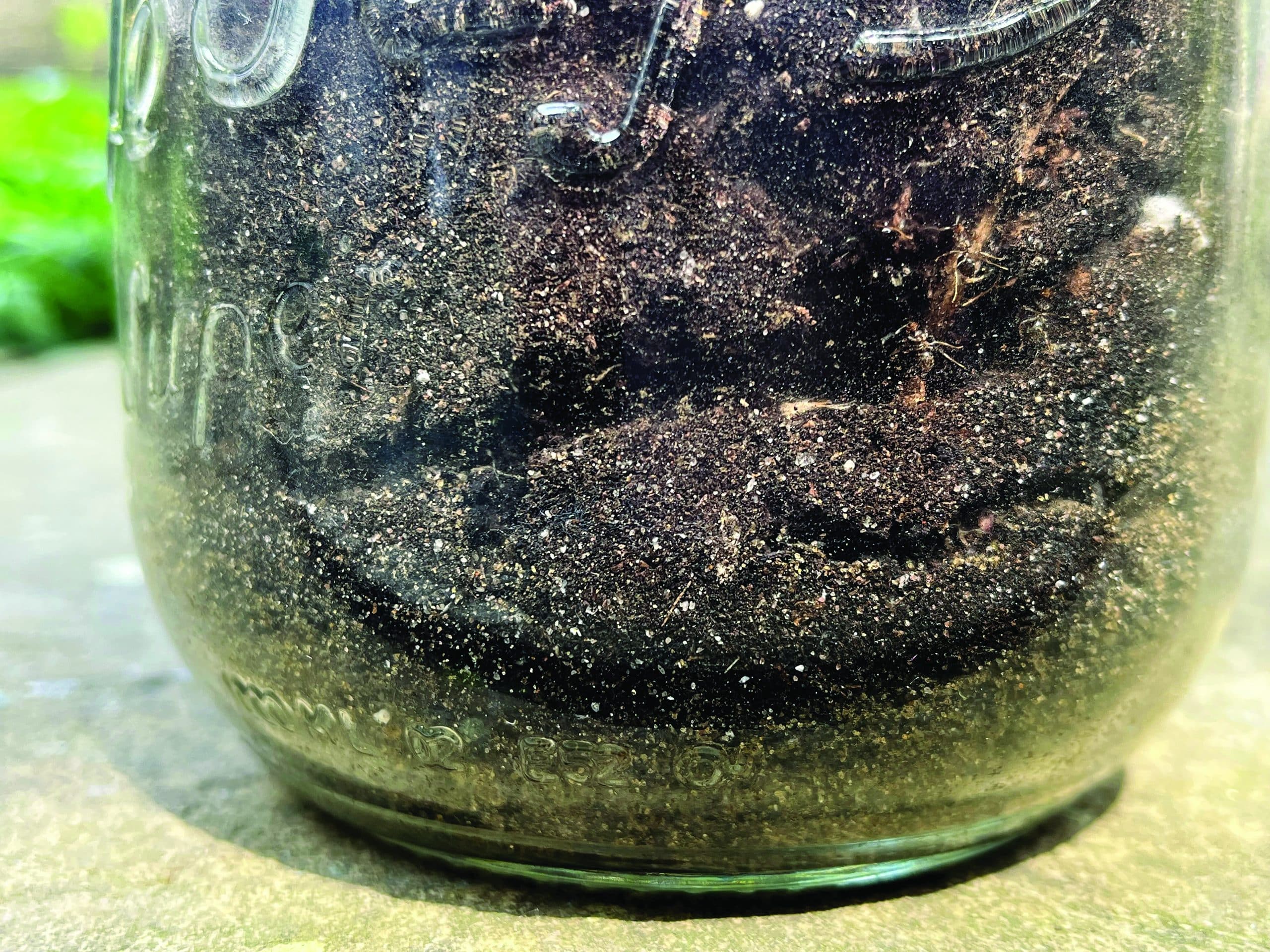 Make An Ant Farm Science Project For Kids - Crunchy Family