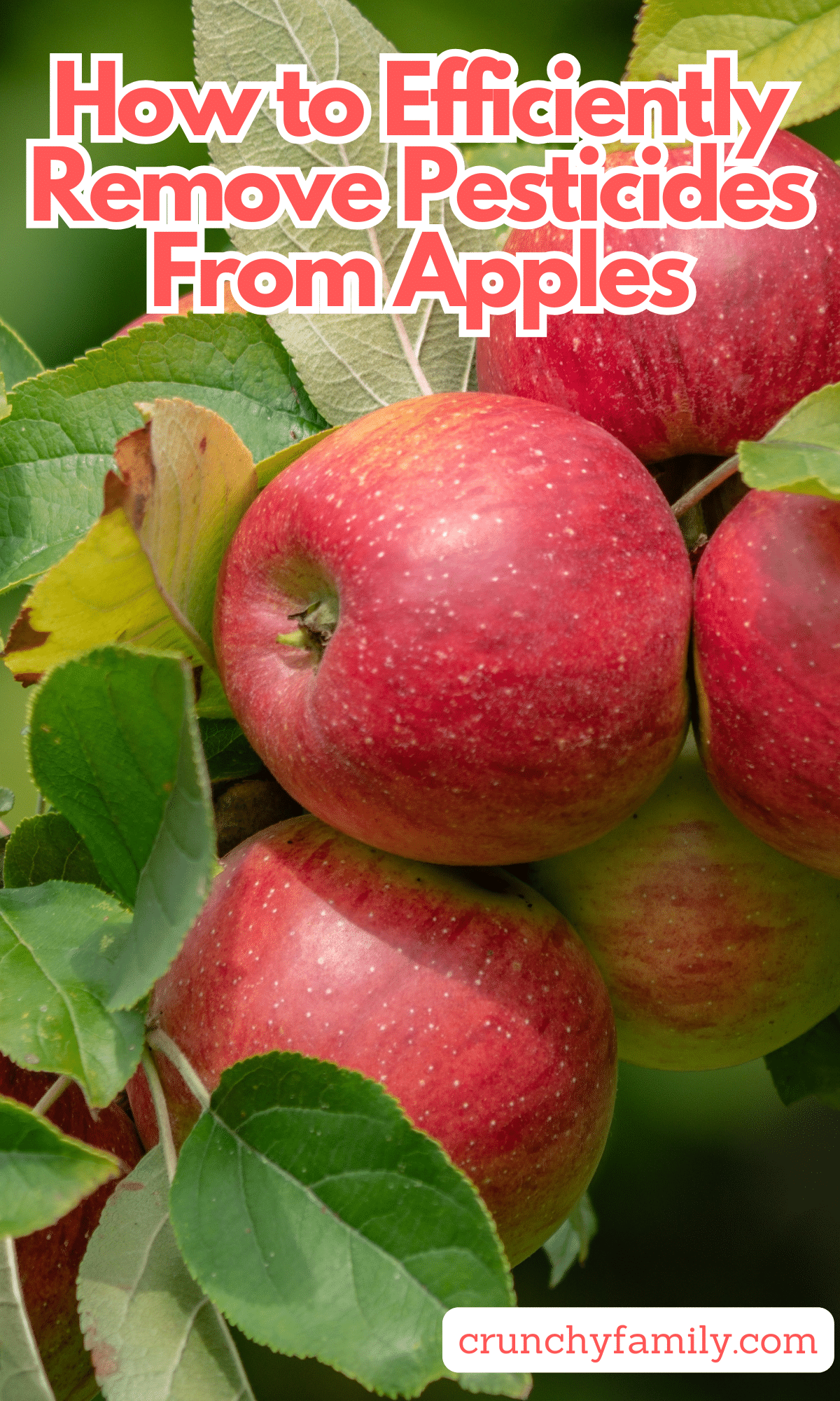 How to Naturally Remove Pesticides from Apples - Crunchy Family
